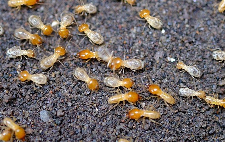 Identifying Termite Problems Around Your Dallas Property | Green Forest ...
