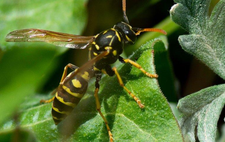 What To Do About A Wasp Nest On Your Dallas Property | Green Forest ...