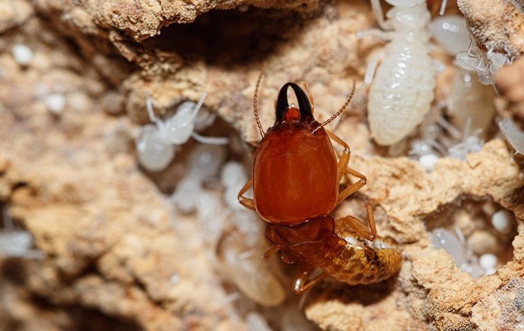 The Secret To Keeping Your Dallas Property Termite-Free | Green Forest ...